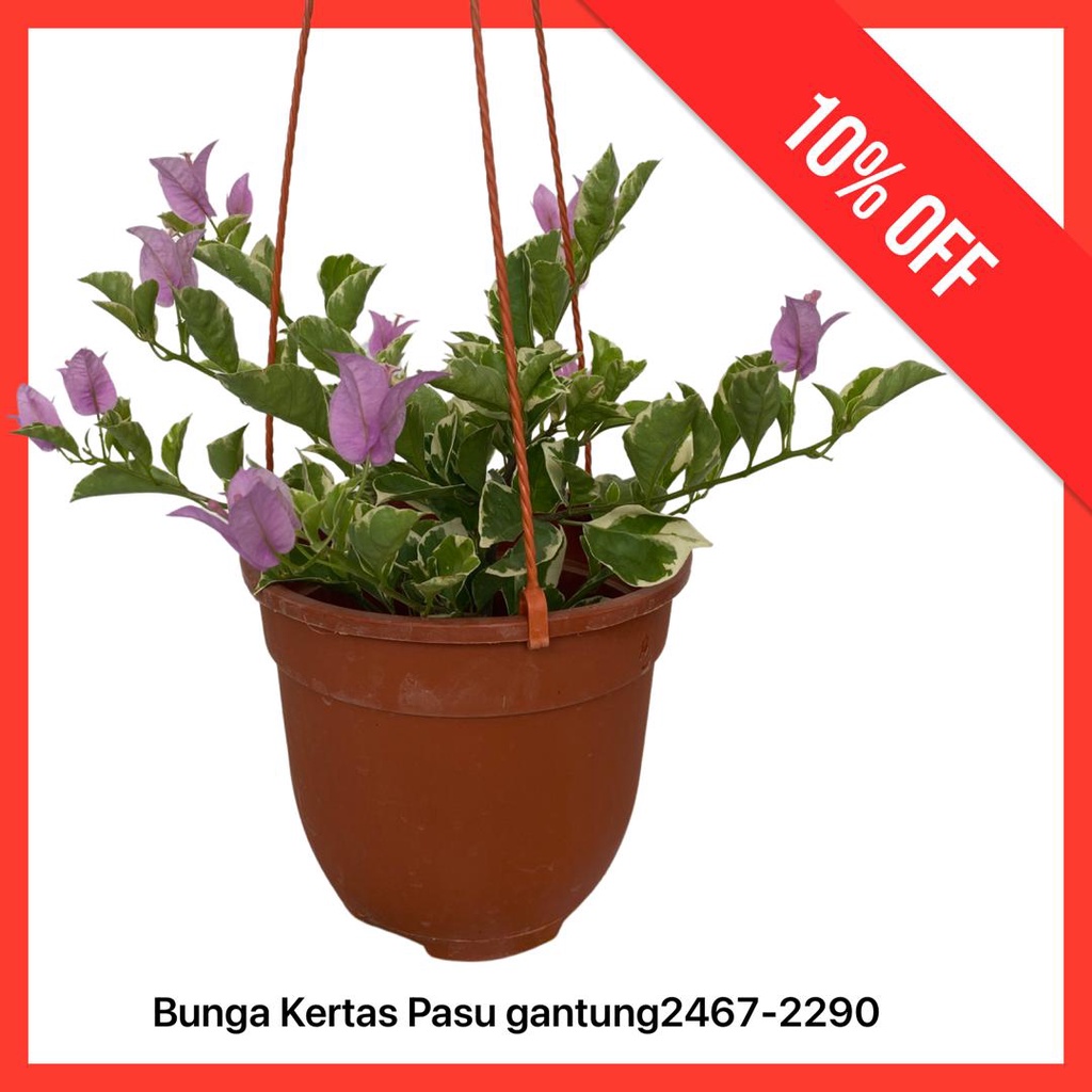 SWS-Bunga Kertas Gantung (2467) | Shopee Malaysia