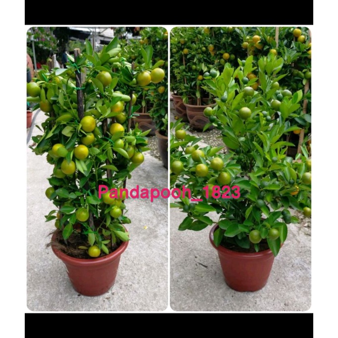 CNY CITRUS TREE {>85CM TALL} [READY STOCK] | Shopee Malaysia