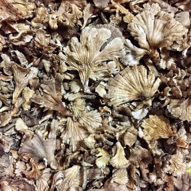 cendawan sisir @ kodop sabah | Shopee Malaysia