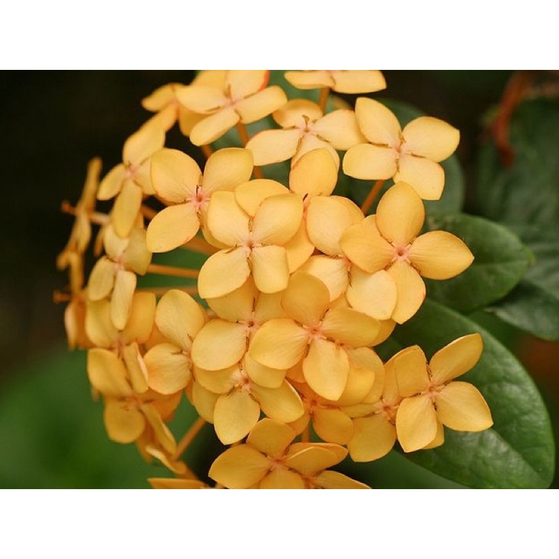 Pokok Bunga Ixora Kuning/Merah | Shopee Malaysia