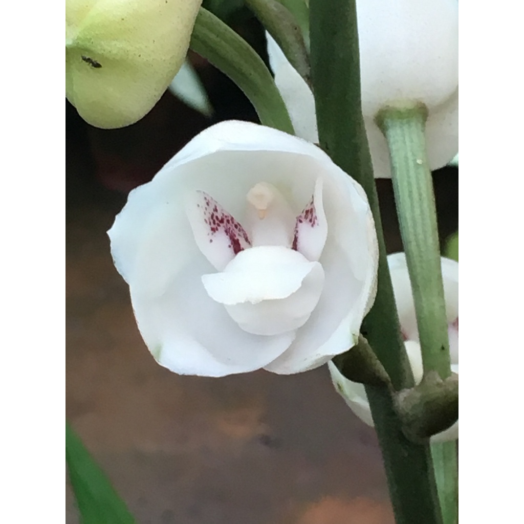 Peristeria elata (Dove orchid) | Shopee Malaysia