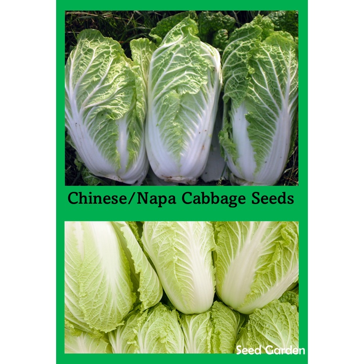 chinese cabbage/napa cabbage vegetable seeds benih sayur kubis cina ...