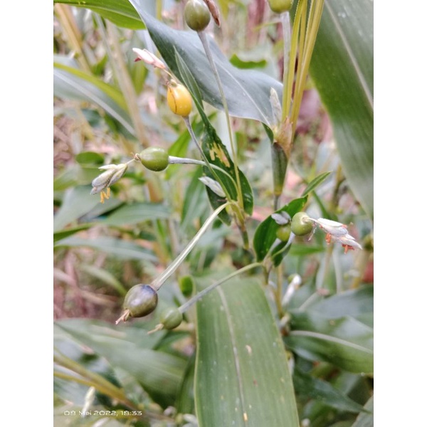 Biji Jelai Murni Herbs*1000 biji* | Shopee Malaysia