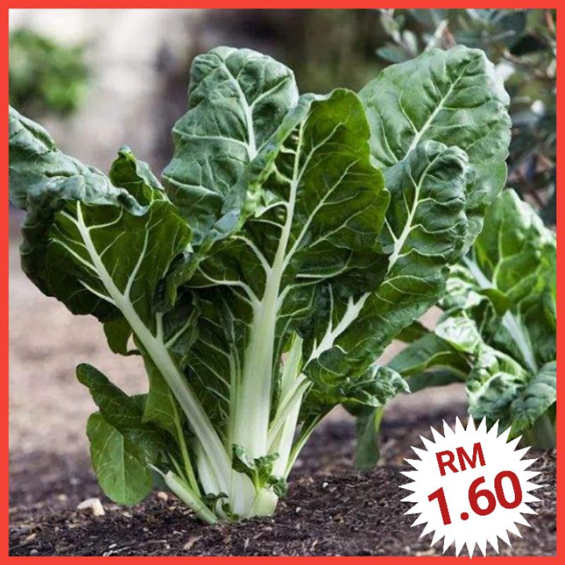 L14 Biji Benih Sayur Sweet Chard (30+/-) - Sweet Chard Seeds - 厚皮菜种子 ...