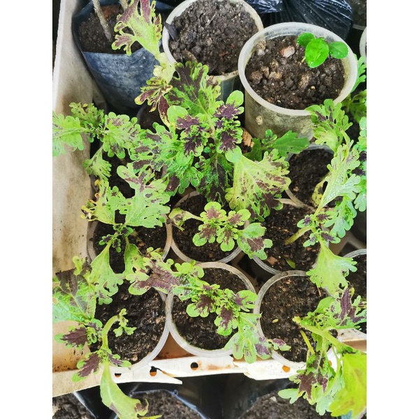 ANAK POKOK ATI ATI SEGAR | Shopee Malaysia
