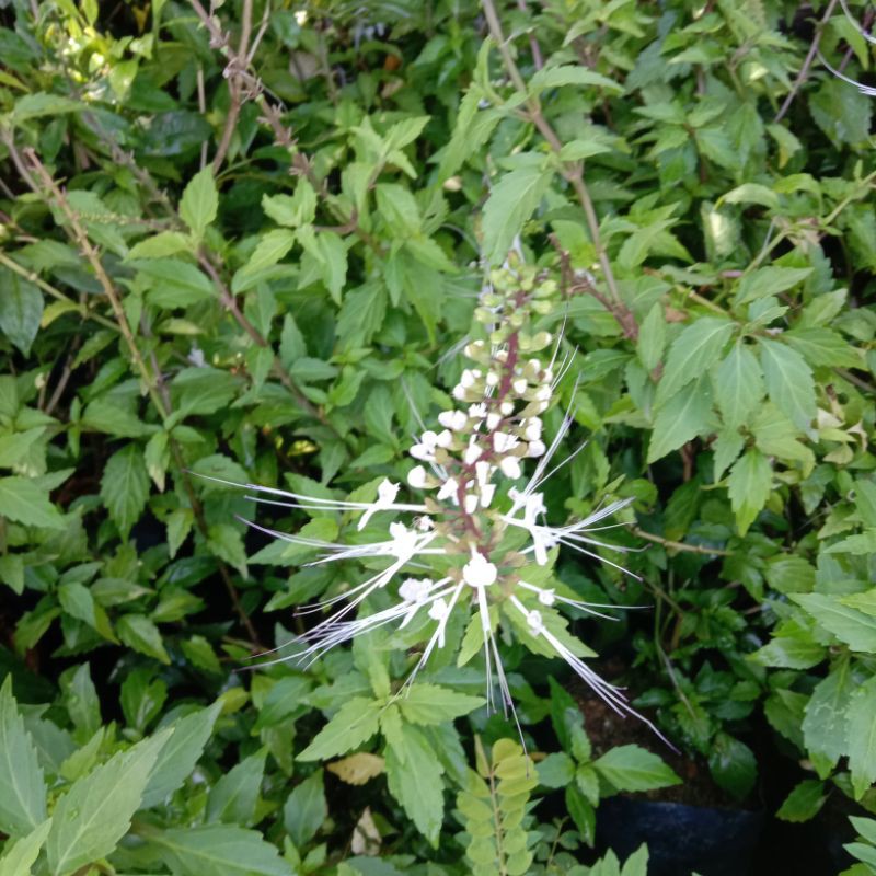 pokok misai kucing.. | Shopee Malaysia