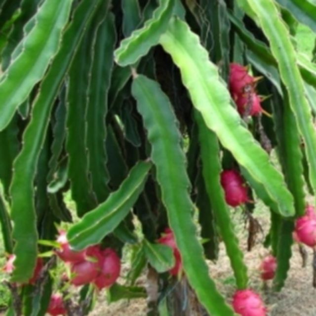 5 Keratan Pokok Buah Naga Isi Merah Manis / Dragon Fruit Cuttings | Shopee Malaysia