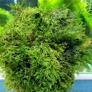 Java Moss Vesicularia Dubyana ( Aquarium /Aquascape / Paludarium ...