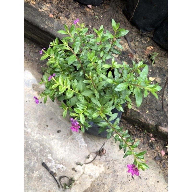 PBN — cuphea hyssopifolia purple - pokok bunga nursery ungu false ...