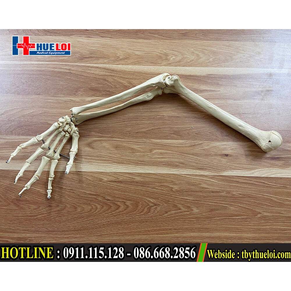 Full arm bone model set | Shopee Malaysia