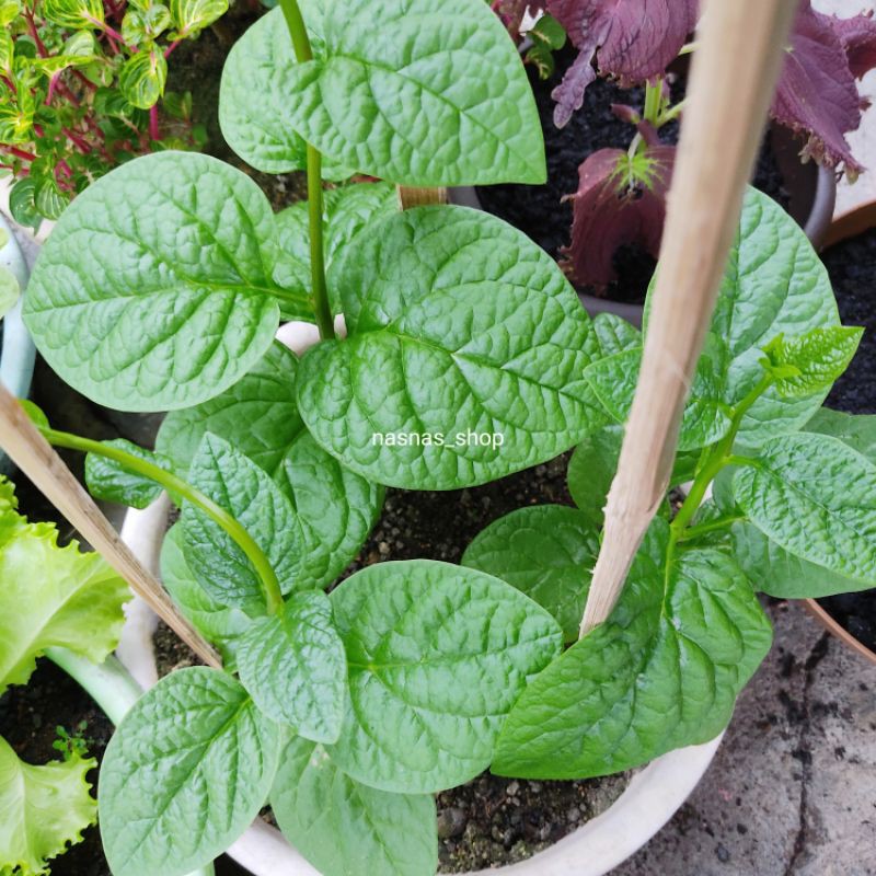 Biji Benih Bayam Remayong 40pcs Malabar Spinach Seeds Vegetable Seed ...