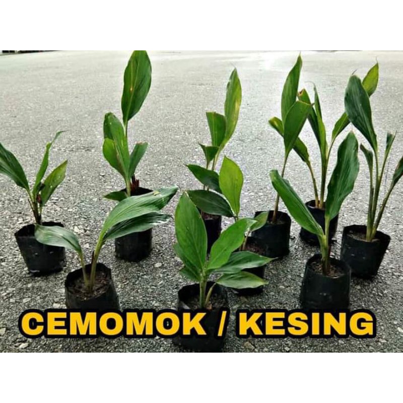POKOK CEMOMOK / POKOK PEPIJAT / POKOK KESING / POKOK ULAM | Shopee Malaysia