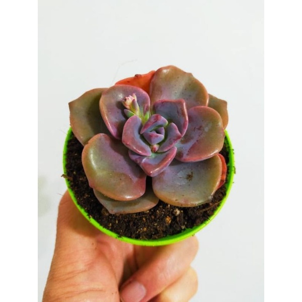 WAF succulent Graptoveria Mrs Richards/Gypsy 彩虹糖 with 85mm/120mm pot ...