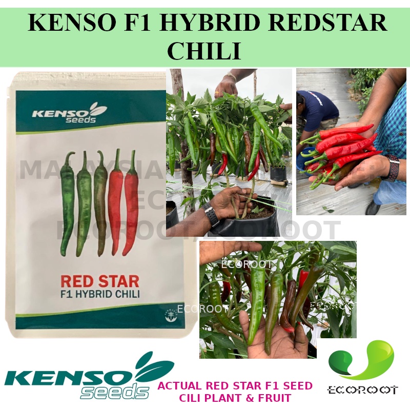 KENSO SEED BENIH CILI KULAI F1 HYBRID RED STAR 10GRAM CHILI REDSTAR ...