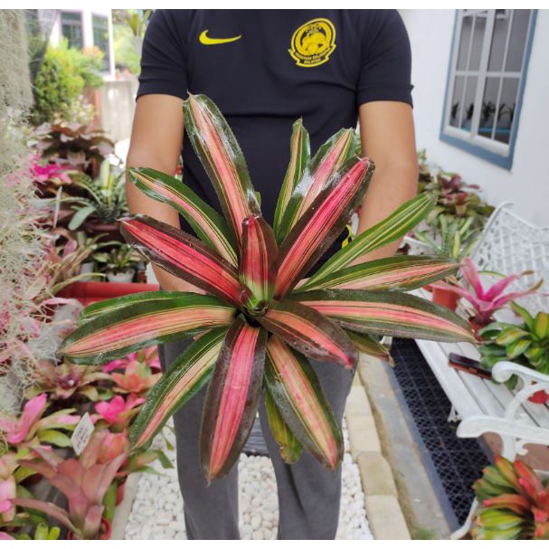 LIVE PLANT - BROMELIAD – COOKIE (SIZE BESAR/MATANG) | Shopee Malaysia