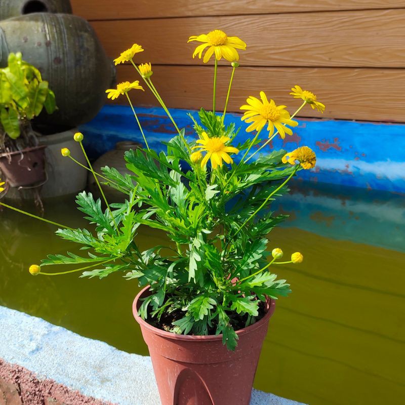 EURYOPS PECTINATUS, EURYOPS CHRYSANTHEMOIDES, GOLDEN SHRUB DAISY, REAL ...