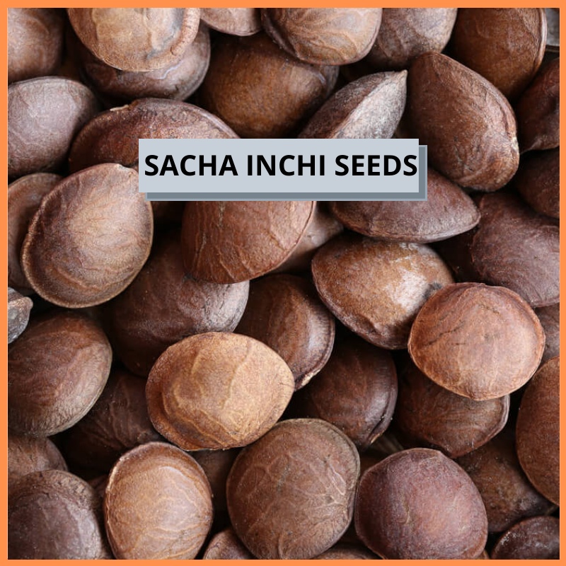 Benih Sacha Inchi Bermutu Tinggi | Sacha Inchi Seeds Good Quality ...