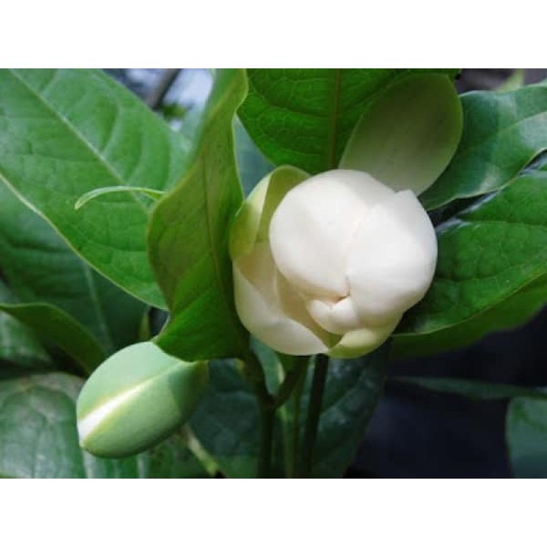 [Ready Stock] Anak Pokok Bunga Cempaka Telur, Tanaman Hiasan Laman ...