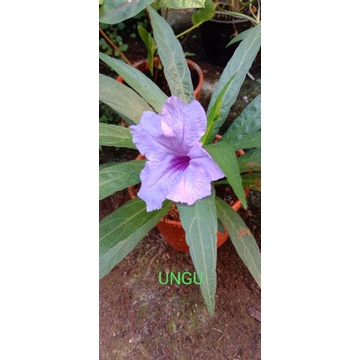 POKOK BUNGA RUELLIA RENEK PINK/UNGU/PUTIH DALAM PASU | Shopee Malaysia