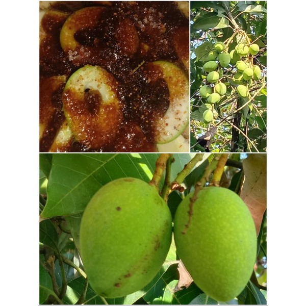 MANGGA MUDA / PAUH RINGAN / MANGGA TELUR (1KG) | Shopee Malaysia