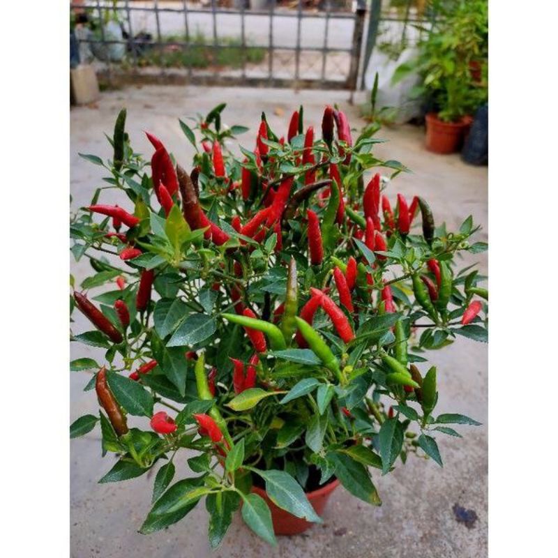 Pokok cili api / cili bara (cili pedas) | Shopee Malaysia