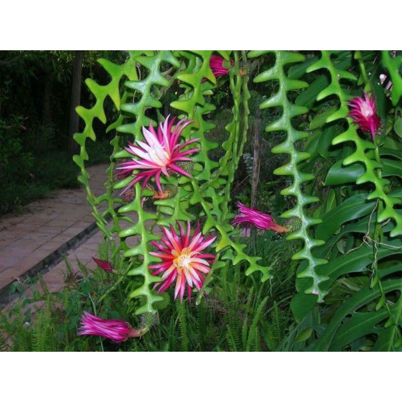 Pokok Bunga Bakawali Ziqzag pokok besar /Bakawali Fishbone big | Shopee ...