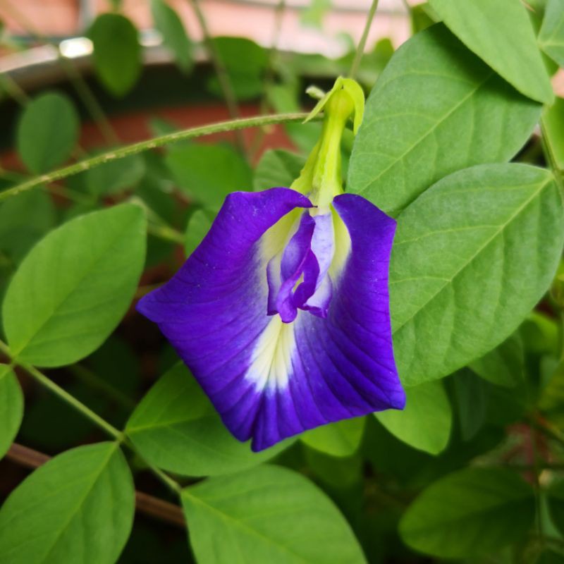 Butterfly Pea Flower 🌱 Bunga Telang 🌱 Real Live Plant 🌱 Biji benih dan ...