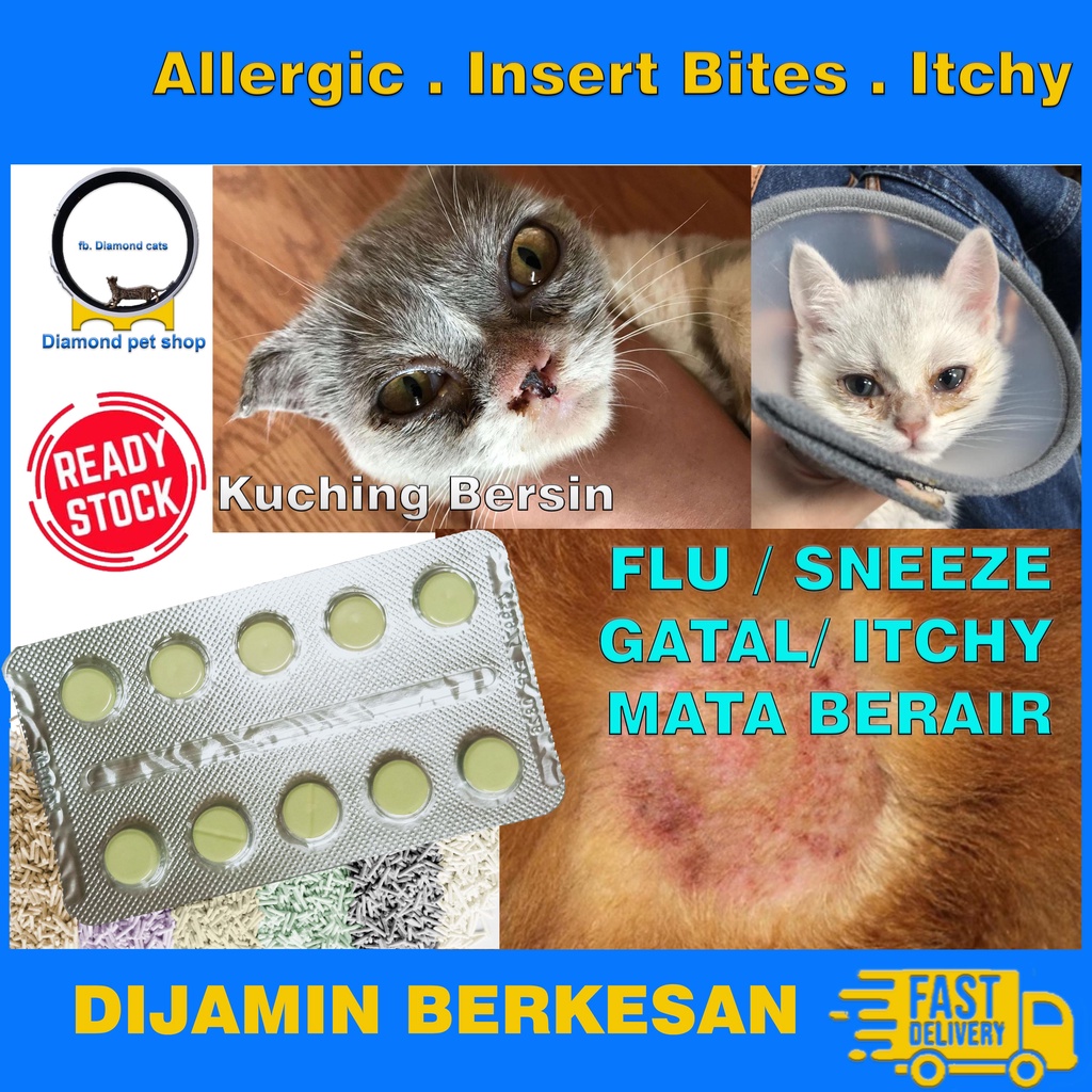Selsema Kucing Itchy Mata Berair Flu Kucing dan Anjing Allergic Insert ...
