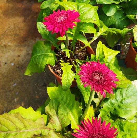 ANAK POKOK DAISY GERBERA | Shopee Malaysia