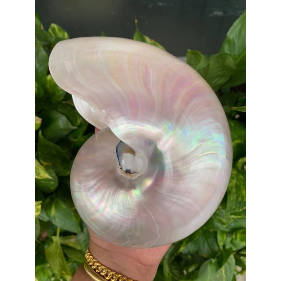 Nautilus Seashells Or Shells Elephant Pearl Scrub Shiny Skin Iridescent ...