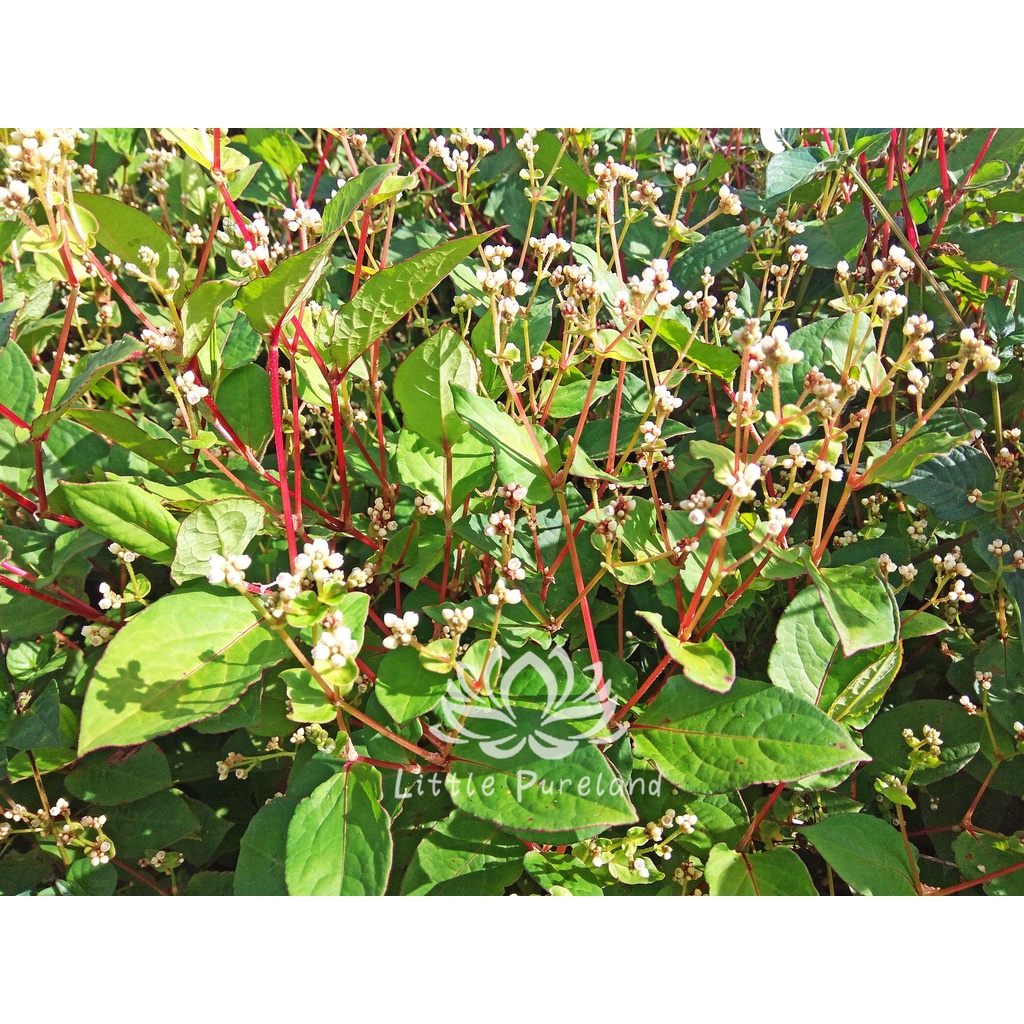 【Anak pokok】Semuluh Persicaria chinensis 火炭母 Southern Smartweed Chinese ...
