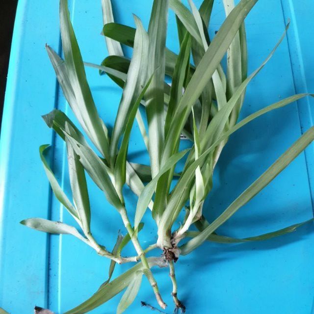 500g RUMPUT BEIJING @ SITI KHADIJAH Berakar tanpa tanah | Shopee Malaysia