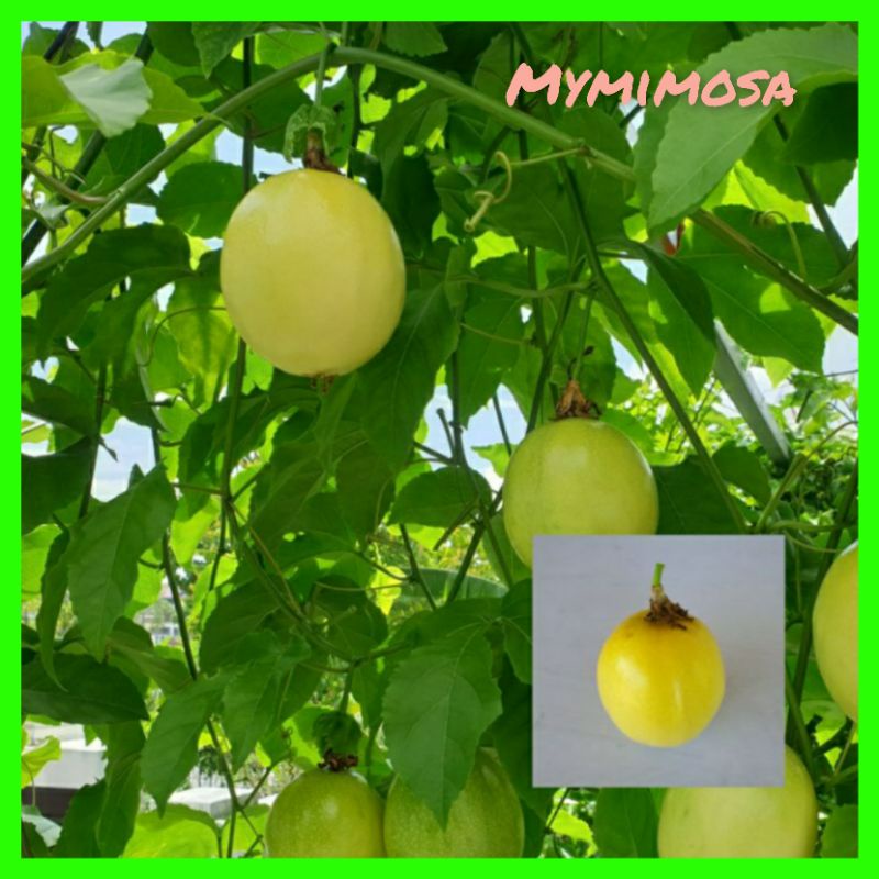 (Fruit Live Plant) Golden Yellow Passion Fruit Sapling Anak Pokok ...
