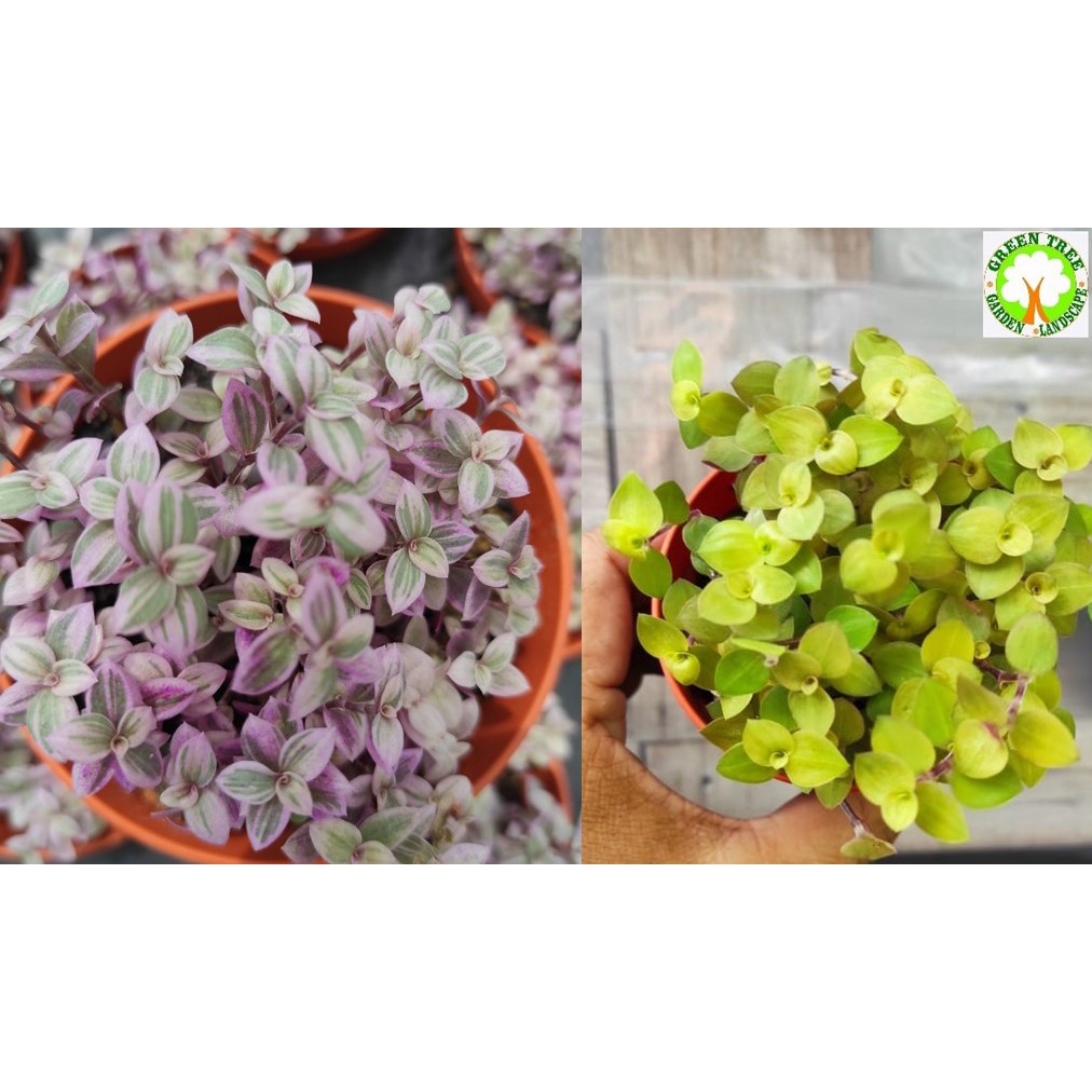 INDOOR PLANT - Callisia Repens Pink Lady 彩虹怡心草 / Callisia Gold 黄金怡心草 ...