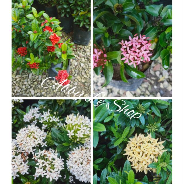 Ixora Bunga ( REAL PLANT/READY STOCK ) | Shopee Malaysia