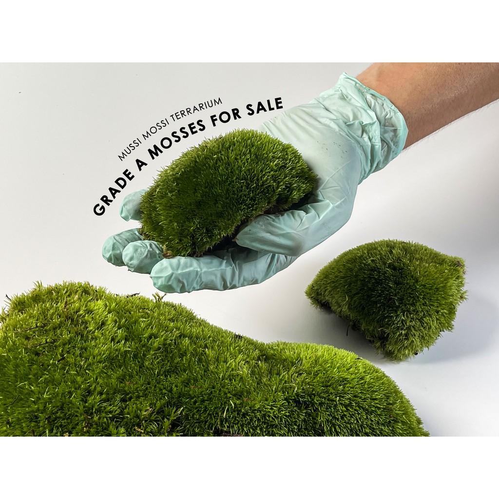 Lumut hidup gred A/Grade A moss for sale (Bun / Star / Foxtail ...