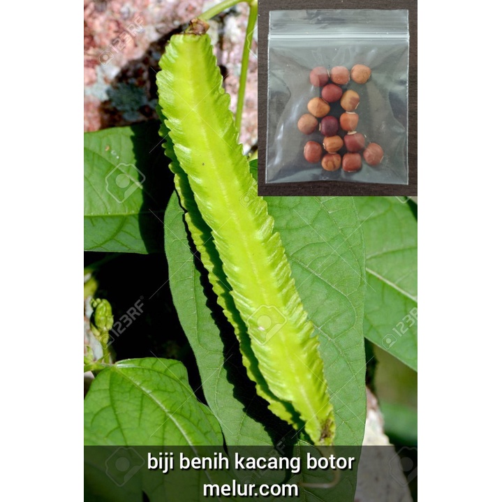 MKT - Biji Benih Kacang Botol / kacang botor/ kacang Kelisa / Winged ...