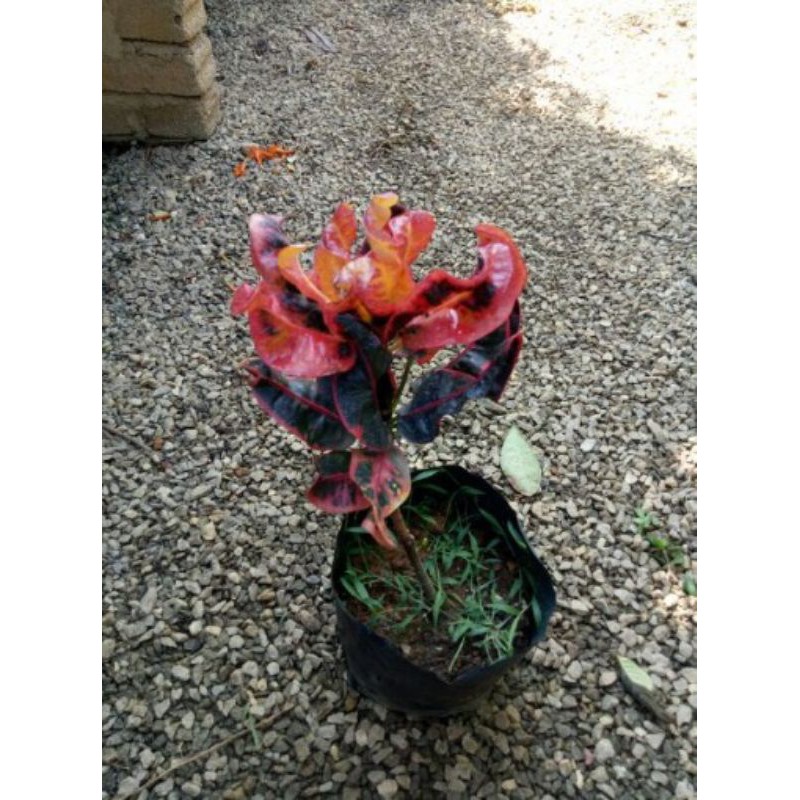 Pokok Pudding ( Garden Cratons ) | Shopee Malaysia