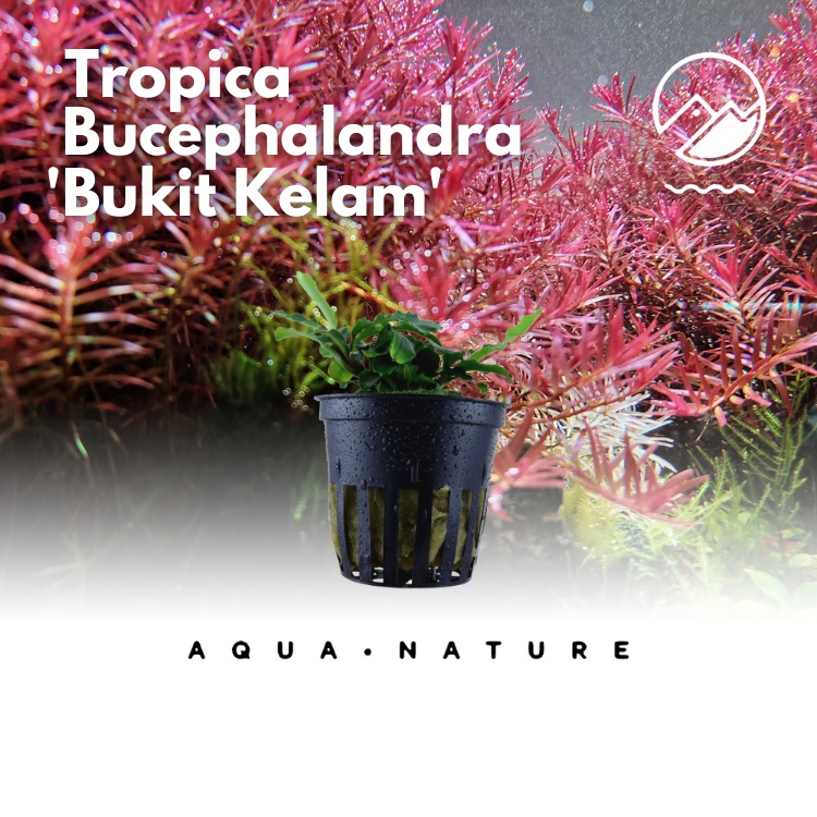 Tropica Bucephalandra Pygmaea 'Bukit Kelam/Wavy Green' (Pot) (Aquarium ...