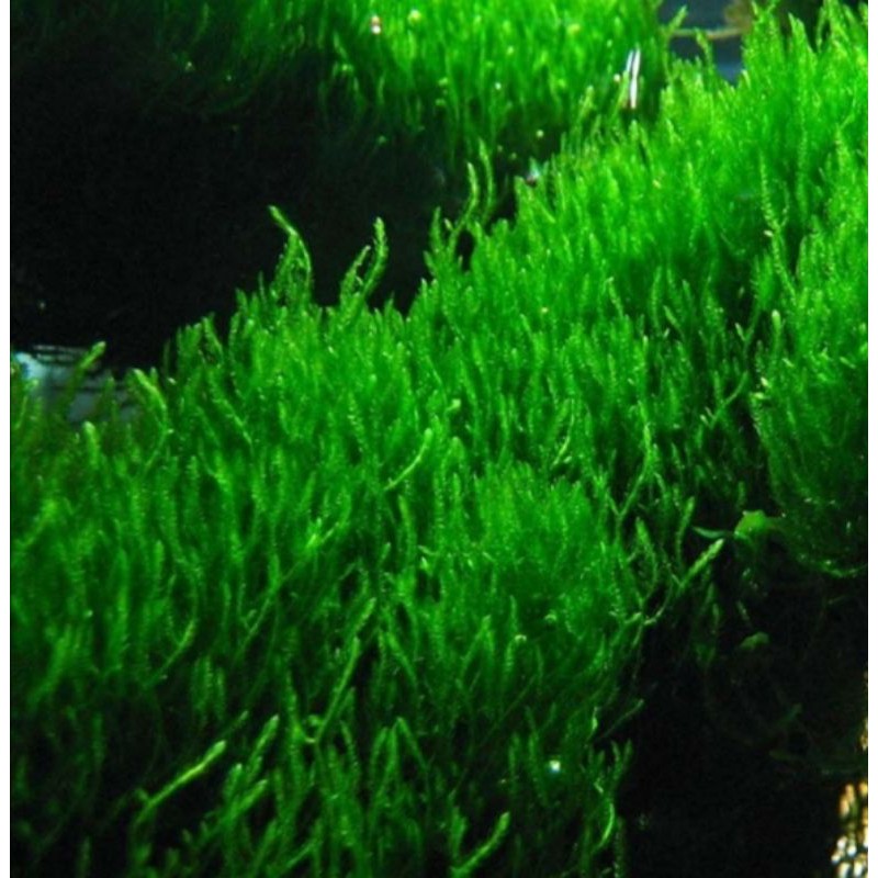 Flame Moss(Submerge)🌿 | Shopee Malaysia