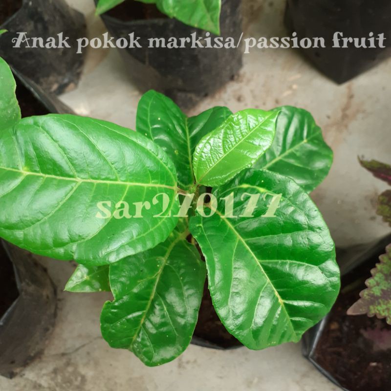 [Ready Stock]Anak pokok markisa/Passion Fruit | Shopee Malaysia
