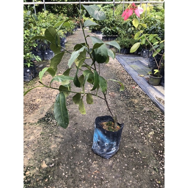 Pokok Cempedak King 👑 | Shopee Malaysia