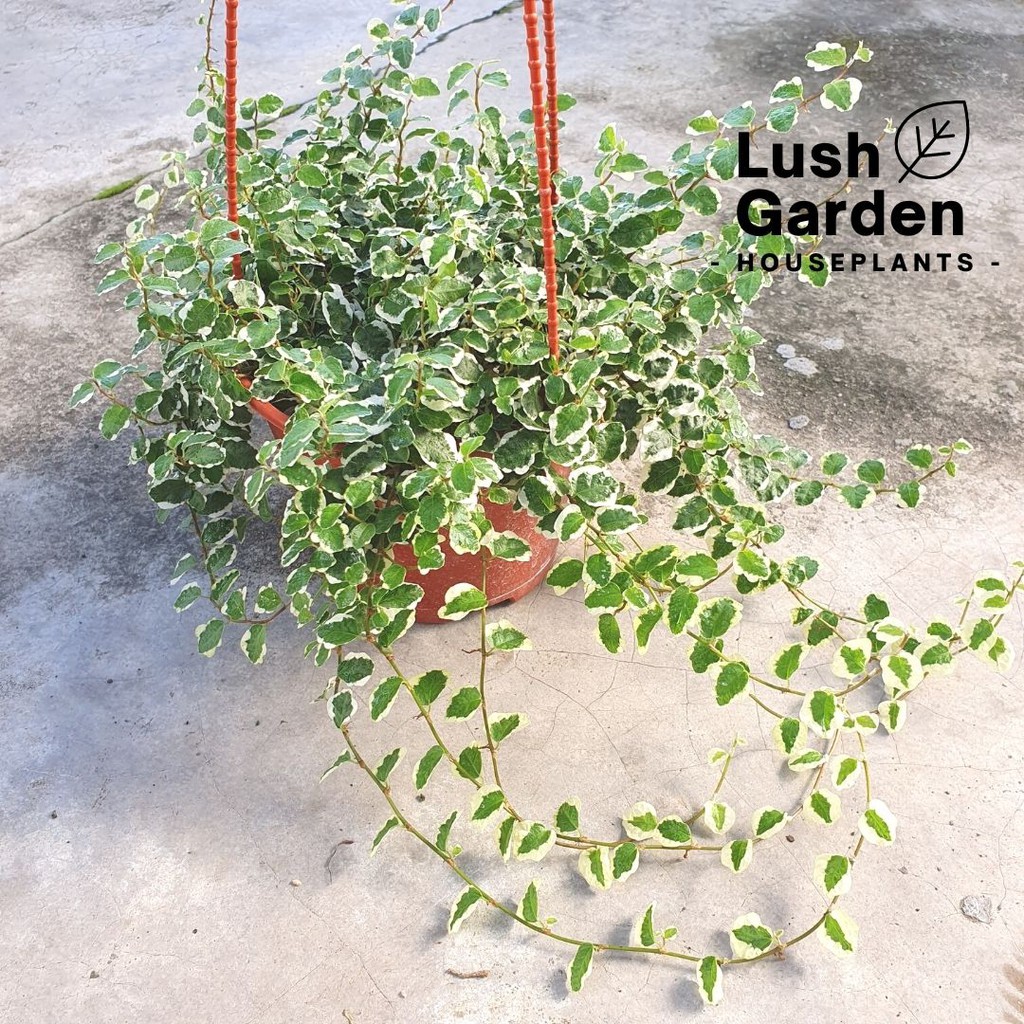 Ficus Pumila Variegated / Climbing Fig / Creeping Fig 150mm Pot Hanging ...