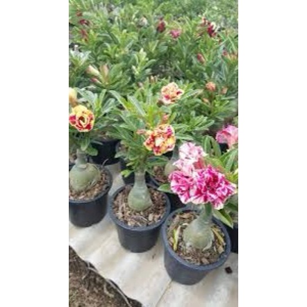 adenium bonsai flower POKOK BUNGA BONGSAI ADENIUM | Shopee Malaysia