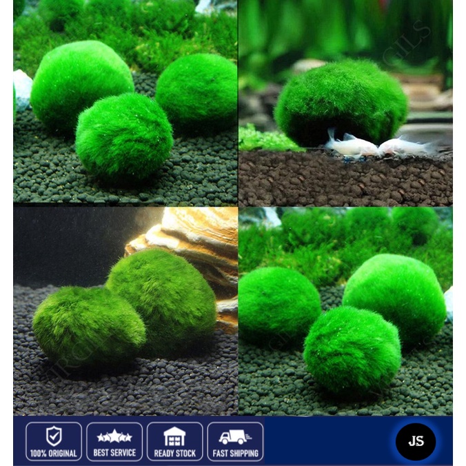 🔥Marimo Moss Ball 🔥 (Aquarium Live Plant/Aquascape Decoration/Vivarium/Pokok Hiasan Aquarium ...