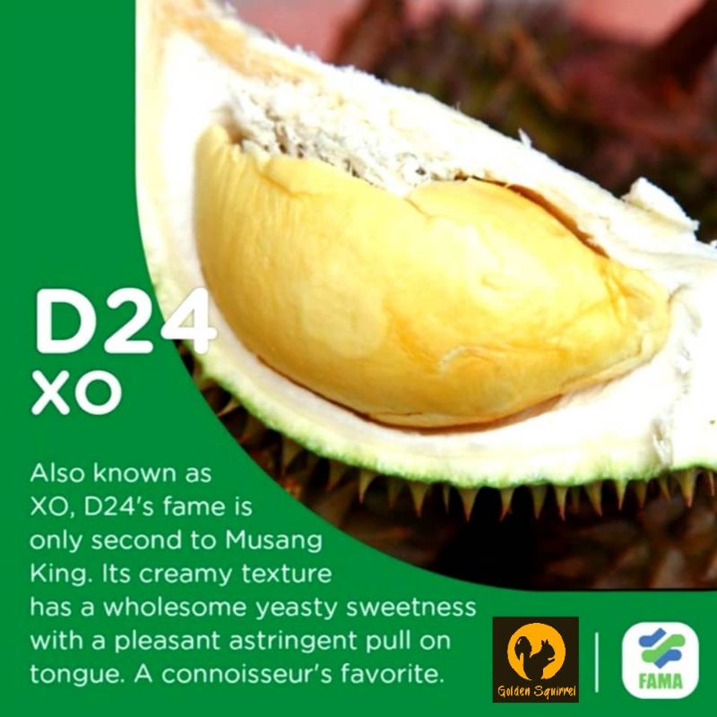 SULTAN KING D24 XO DURIAN PULP @ ECO FARM FRESH FRUIT BUAH DURIAN FLESH ...