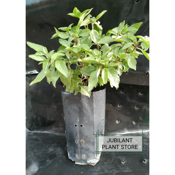 Anak Pokok Thai Basil / Kemangi / Selasih 🌱 Basil / Sweet Tropical ... Anak Pokok Thai Basil / Kemangi / Selasih 🌱 Basil / Sweet Tropical ...