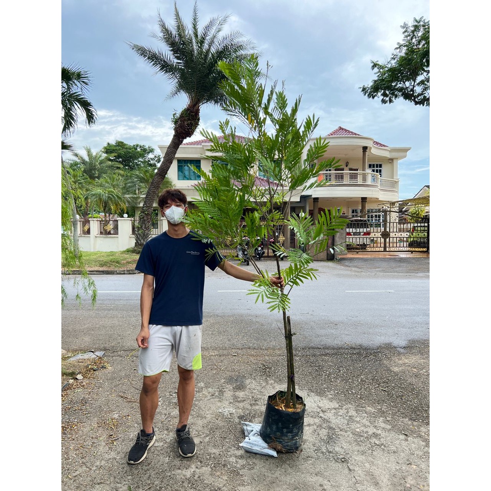 GPS Green Plant Society Live Tree Filicium Decipiens 7ft 蕨木患 | Shopee ...
