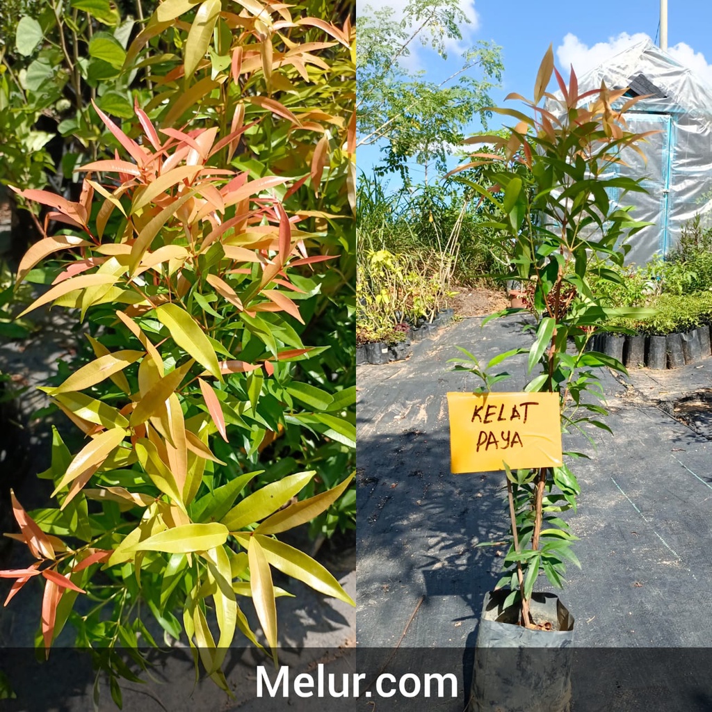 MKT - Anak Pokok Kelat Paya / Pucuk Merah | Shopee Malaysia