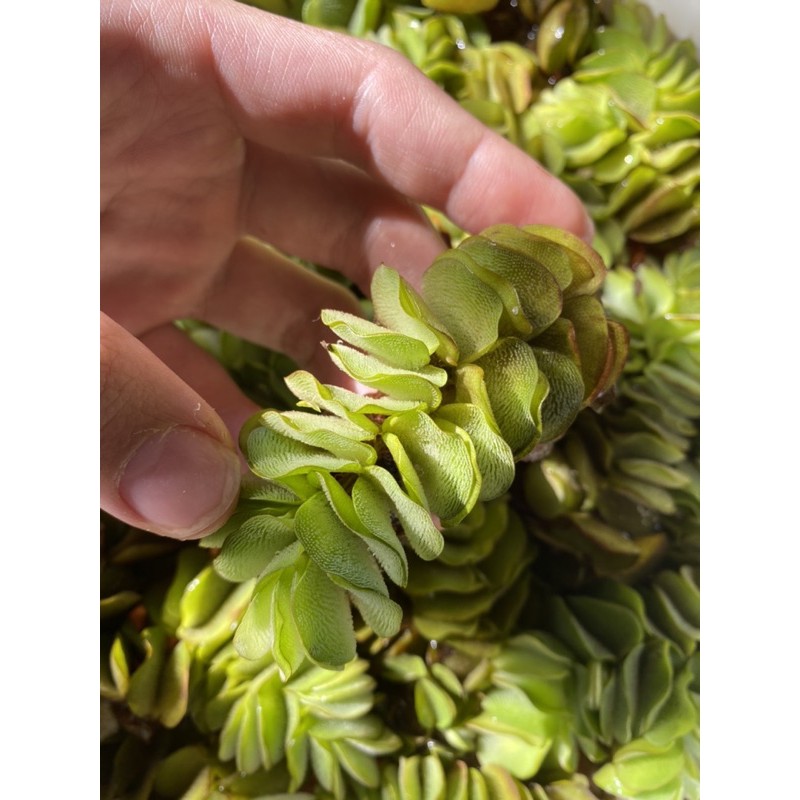 Floating Plant Salvinia Nitrifying Roots Best for Betta Guppy Small ...